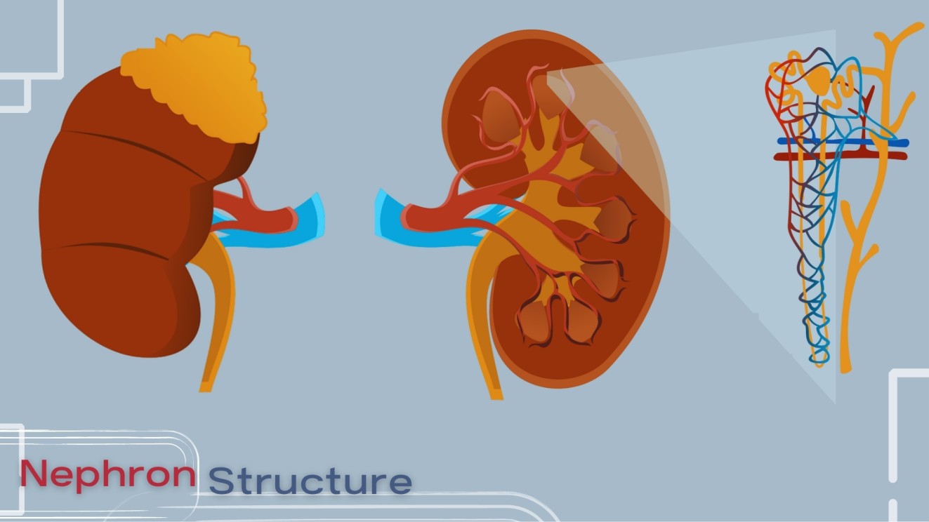 Nephrons Structure: Cortical and Juxtamedullary Nephrons, and Renal ...