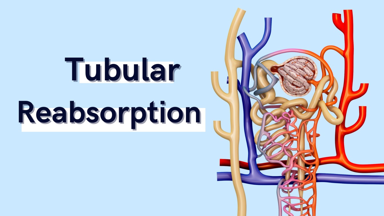 Tubular Reabsorption â€“ Medical Hex